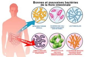 Flore bactèrienne (les bases) • Irène Lorient, Naturopathe